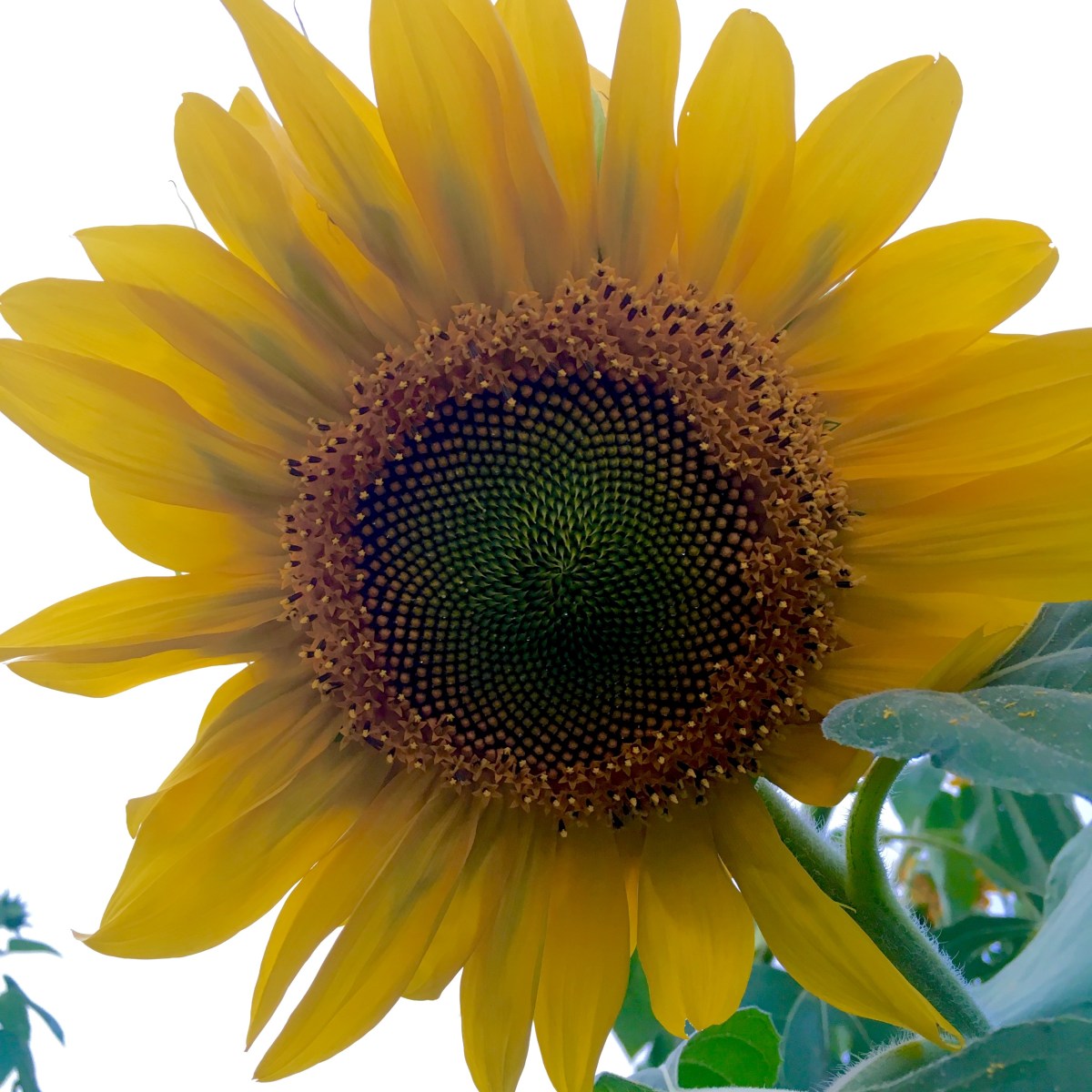 5 years his story | All Things RAWR